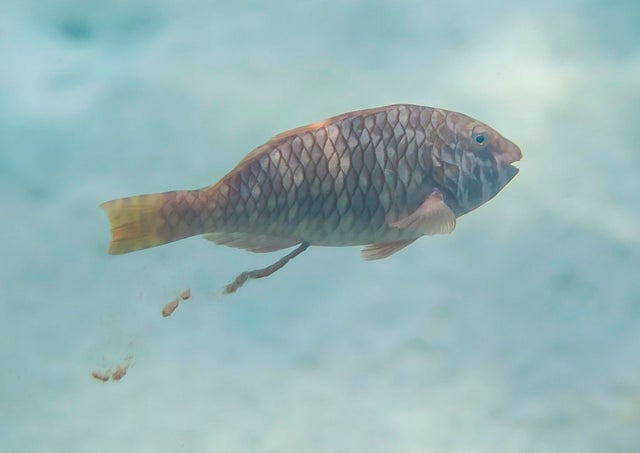 This fish casually enjoying his poo - 9GAG