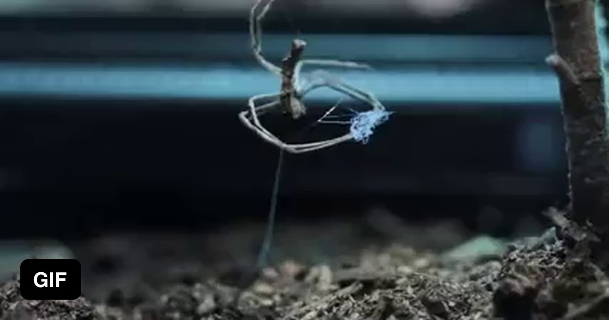 How an ogre faced spider catches its prey - 9GAG