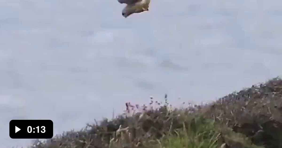 Incredible demonstration of hover control and head stabilization by ...