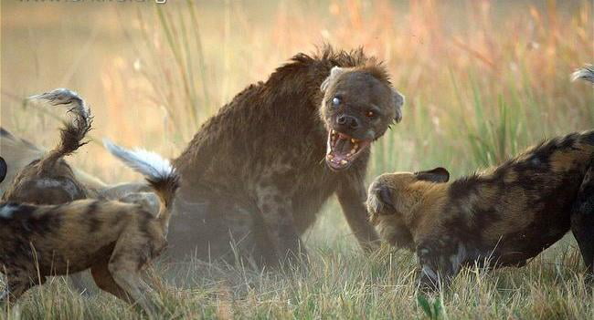 Hyena leader fending off wild dogs - 9GAG