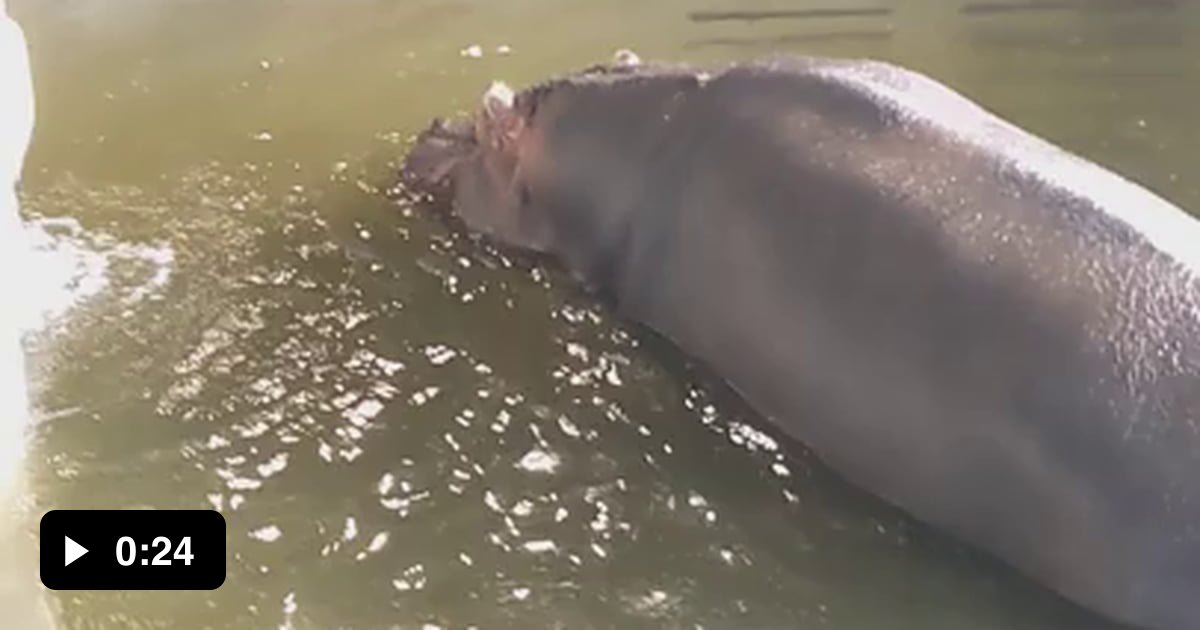 A hippo-sized barrel roll - 9GAG