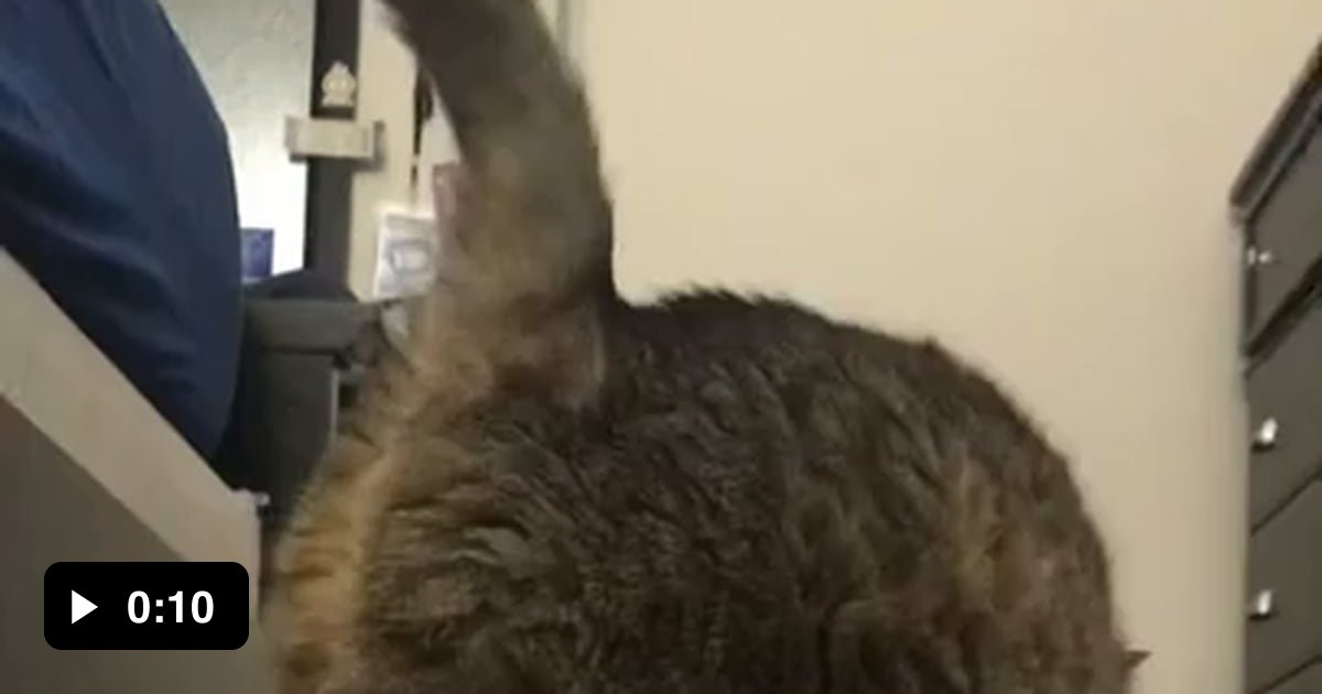 Chonker cat tippytaps with a vibrating tail - 9GAG