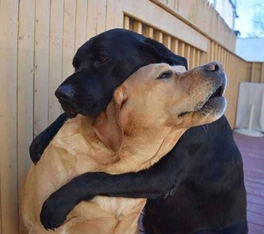 A Lab Hugging A Lab - 9GAG