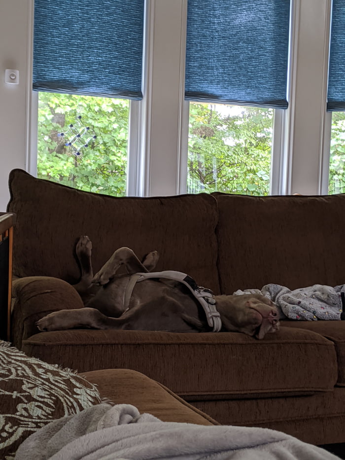 Just napping - 9GAG