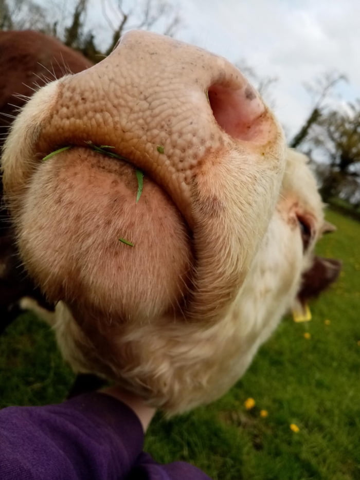 Lucky enjoying some scritches - 9GAG