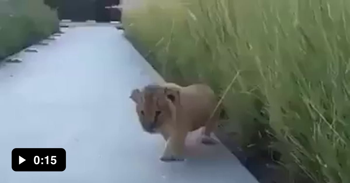 Learning to roar - 9GAG