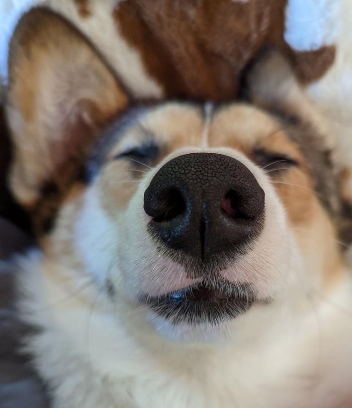 You know you wanna boop the snoot. - 9GAG