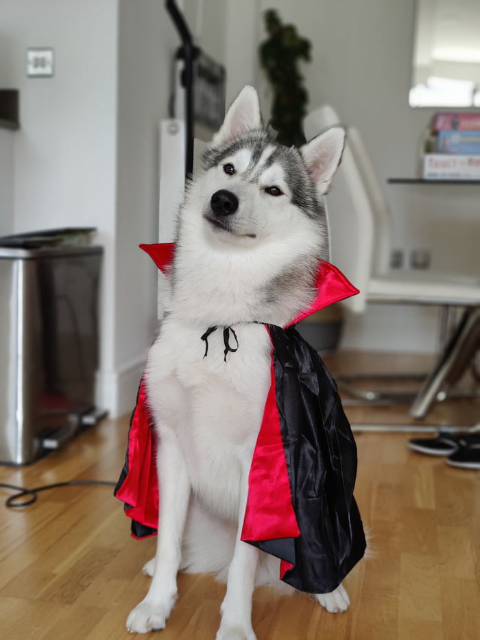 Happy Halloween from Vampire Puppy! - 9GAG