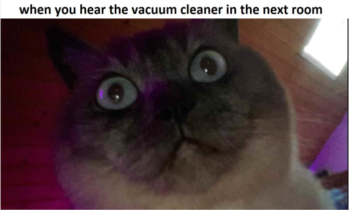 My cat had vietnam flashbacks it seems like - 9GAG