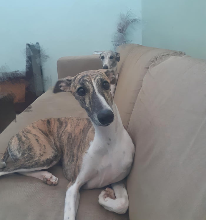 Whippets! - 9GAG