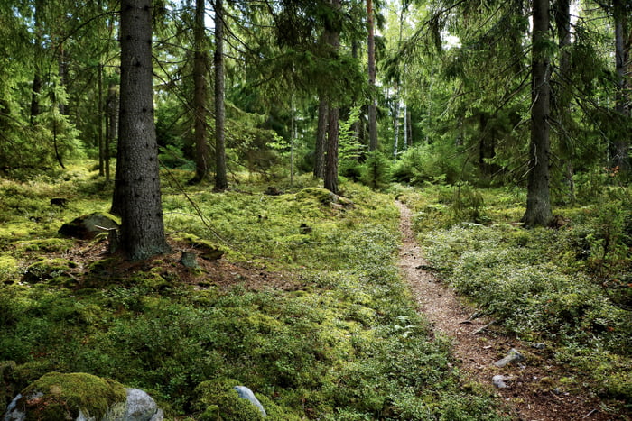 A small trail that leads to adventure (Sweden) - 9GAG