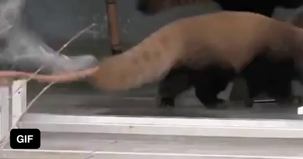 Red panda gets a surprise scare from care take - 9GAG