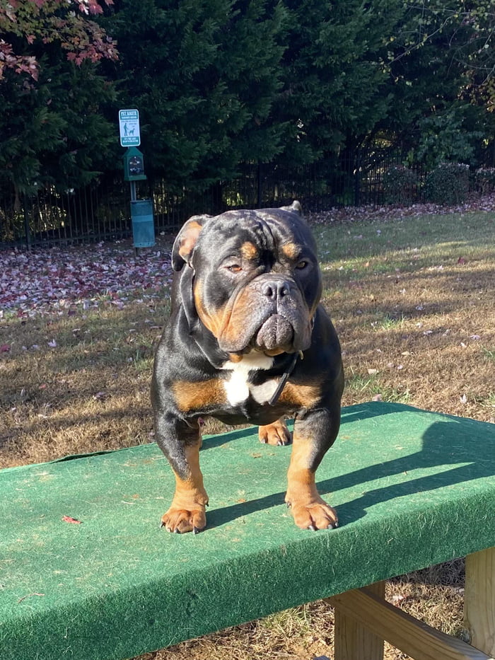 Grumpy hippo pupper.. - 9GAG