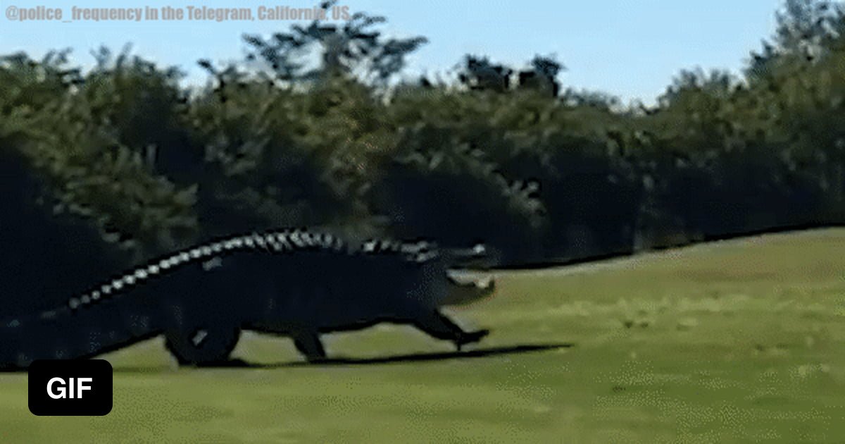 In Florida an alligator was named 'chubbs' for being so big - 9GAG