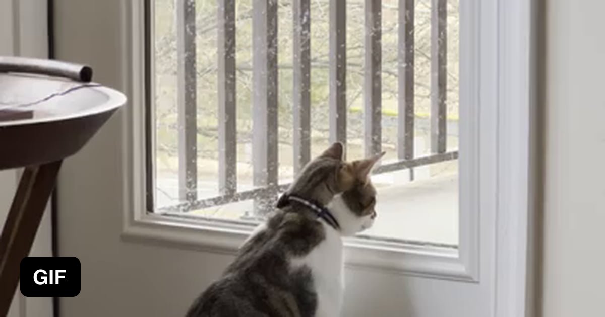 Chasing leaves - 9GAG