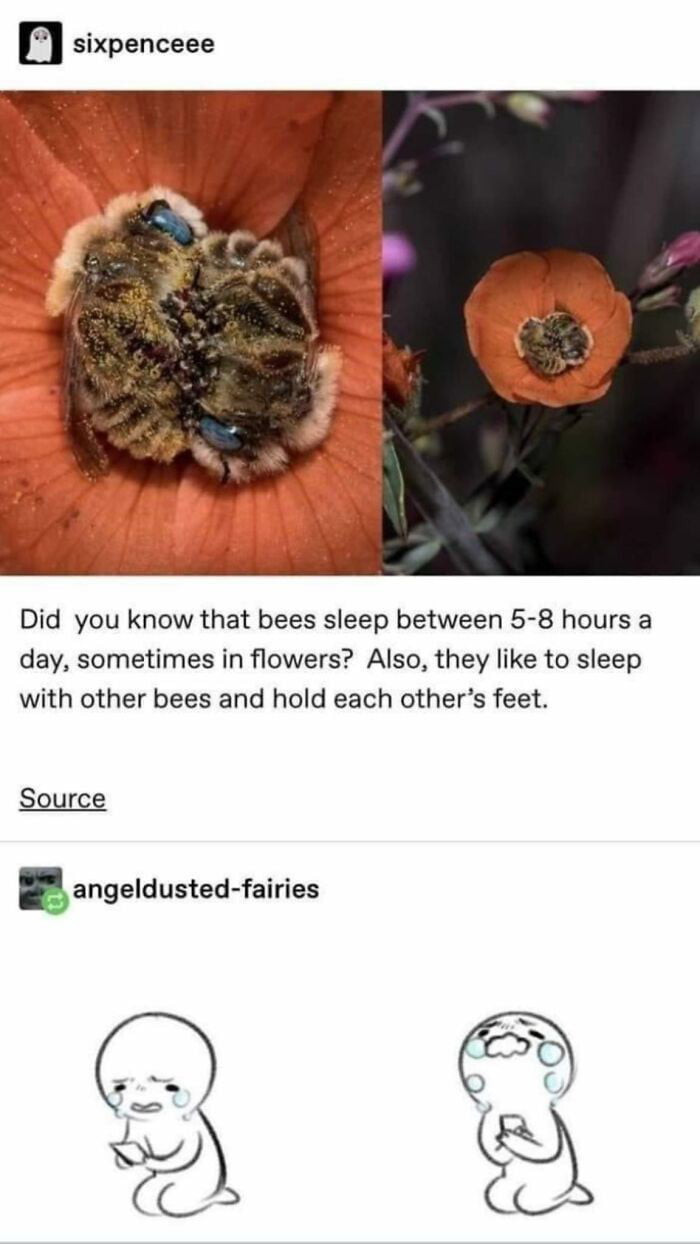 Bees are a gift to this world and we truly do not deserve them - 9GAG