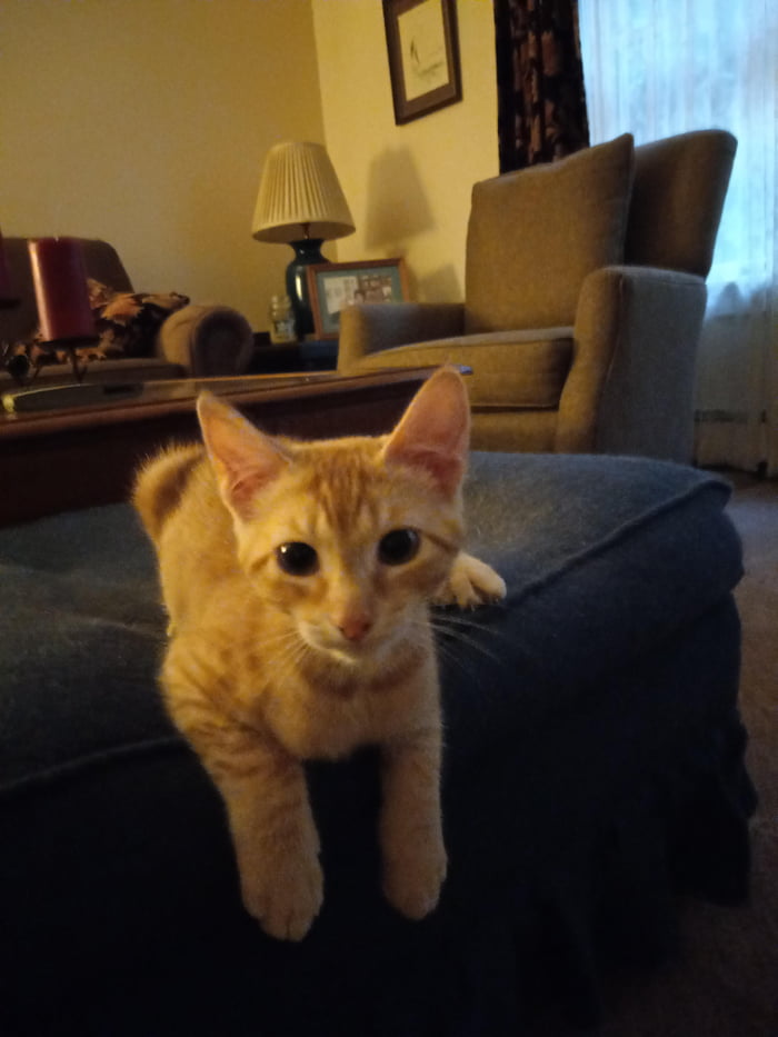 Brand new ginger kitty - 9GAG