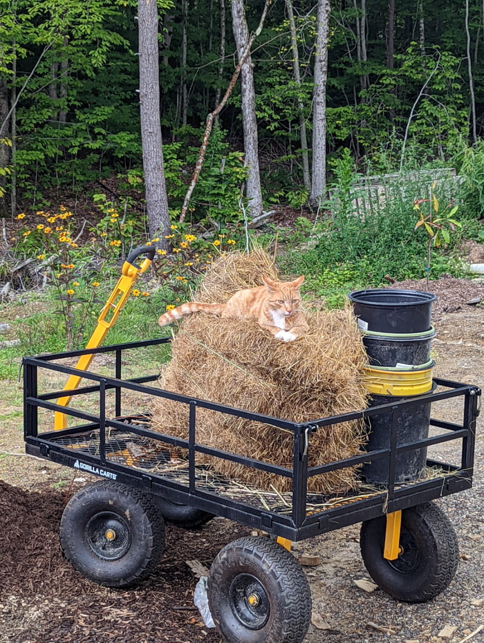 Farmer cat - 9GAG