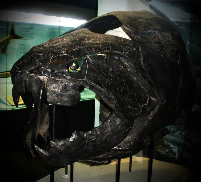 Dunkleosteus, among the first of the vertebrate apex predators, was a ...
