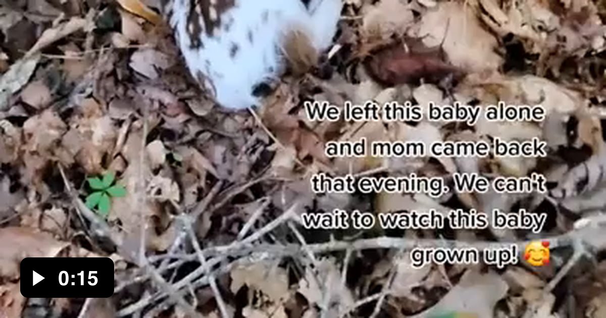 The Piebald pattern on a deer, is a very rare pattern - 9GAG