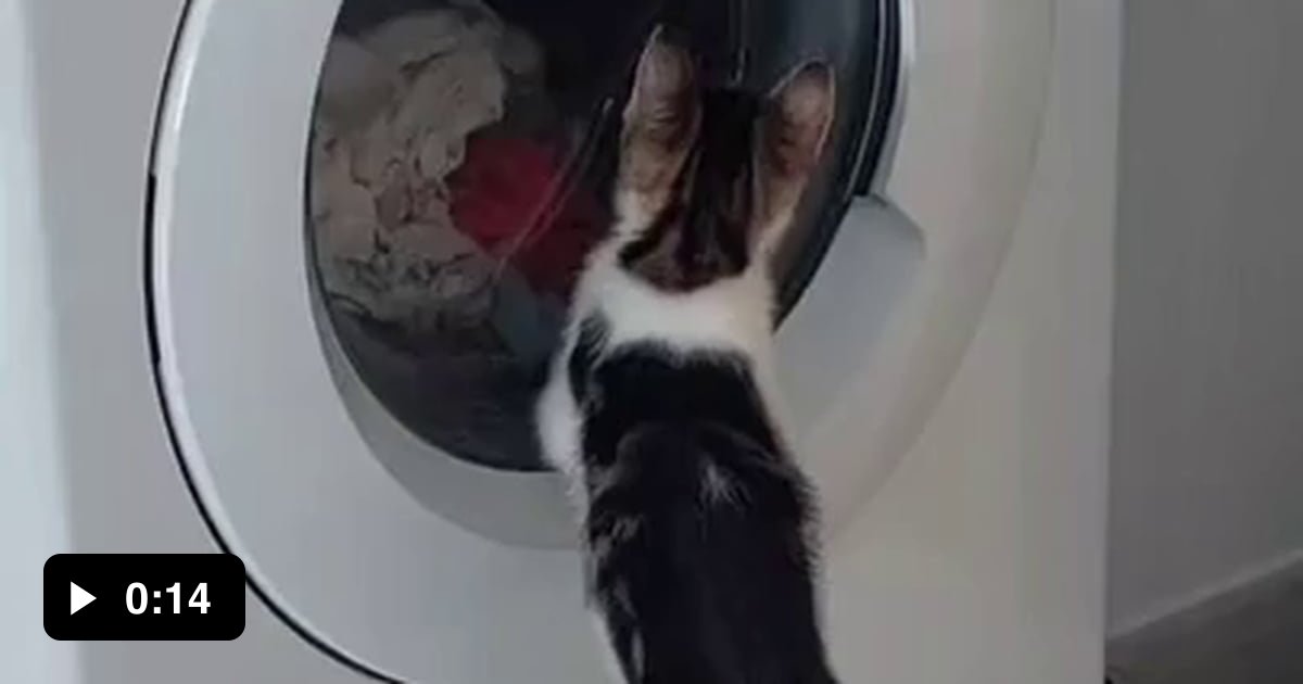 A kitten doing its laundry - 9GAG