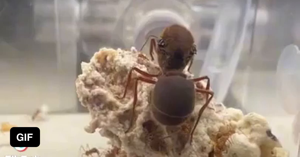 This huge ant is of the genus Atta. Atta is a genus of fungus growing ...