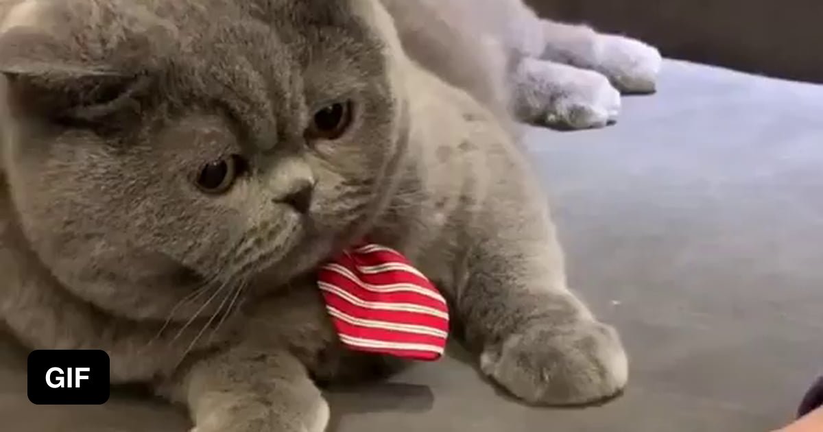 Cat learning a new trick - 9GAG