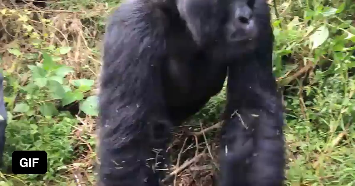 Touched by a Wild Mountain Gorilla - 9GAG
