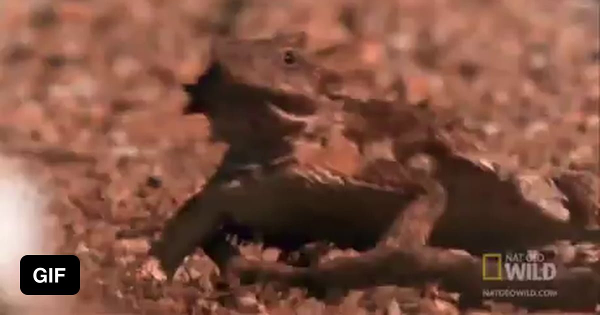 This lizard squirt a stream of blood out of its eye to repel predators ...