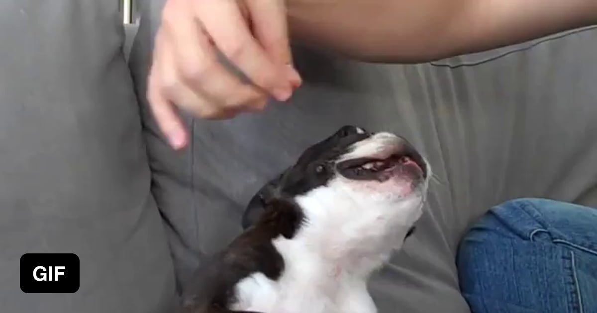 120% derp dog. - 9GAG