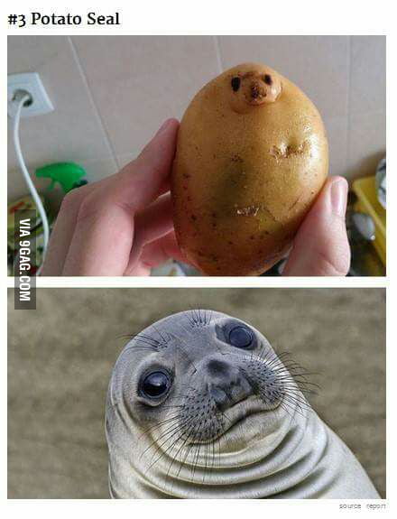 When your potato "seal" memes you! - 9GAG