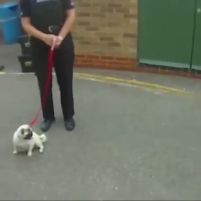 Pug is reunited with its owner after being stolen in a burglary - 9GAG