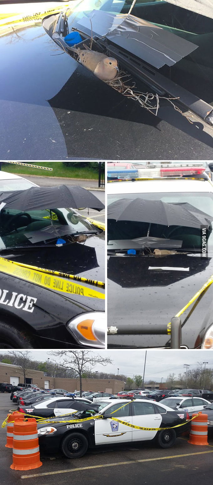 Police find a dove incubating eggs on a spare patrol car, respond ...