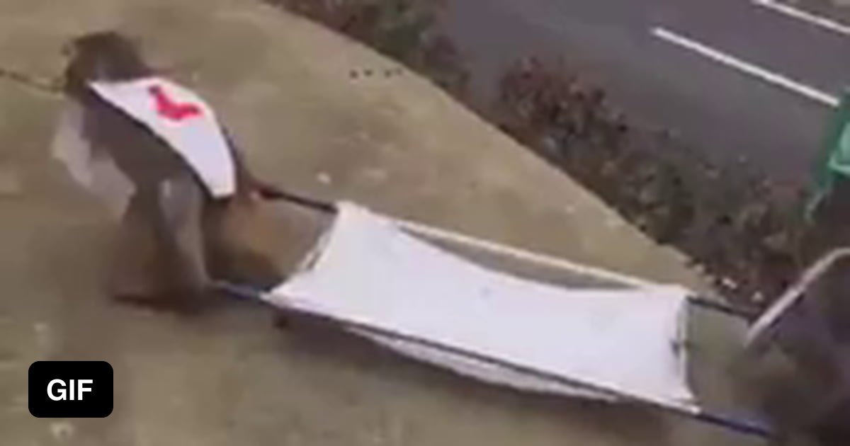 Monkey paramedics lose their patient - 9GAG