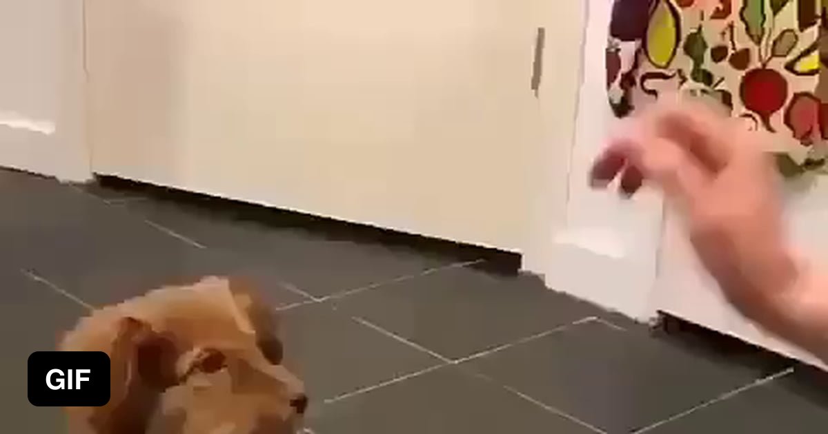 This good girl gives the best high-fives. - 9GAG