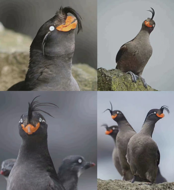 Does anyone has the name of this species of Derpy bird? - 9GAG