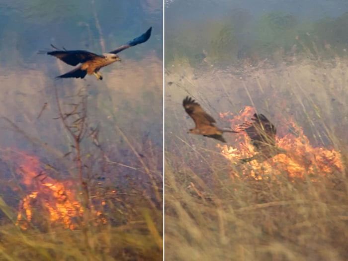 Australian Firehawks carry sticks already burning from a wildfire and ...