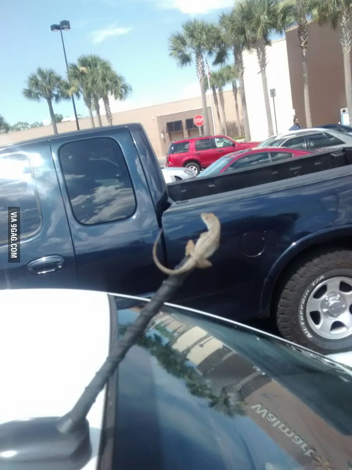 This guy hanging on for dear life - 9GAG