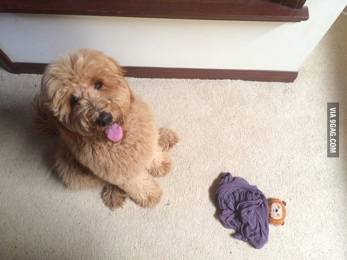 Good guy dog - goes through the laundry basket: covers his baby with my ...