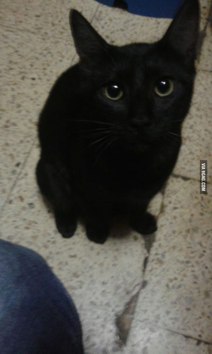 Just my cat named toothless acting like toothless - 9GAG