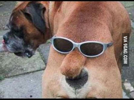 Swag dog - 9GAG