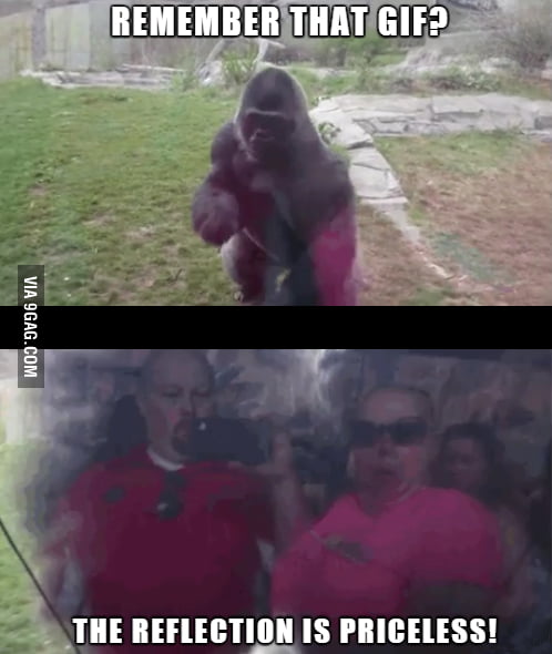 Funny reflection in badass Gorilla GIF - 9GAG