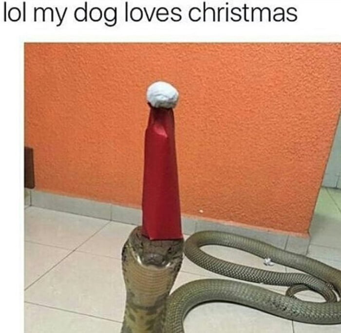 What a pretty snek - 9GAG