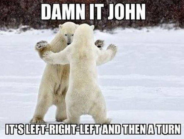 I'm not a smart bear... - 9GAG