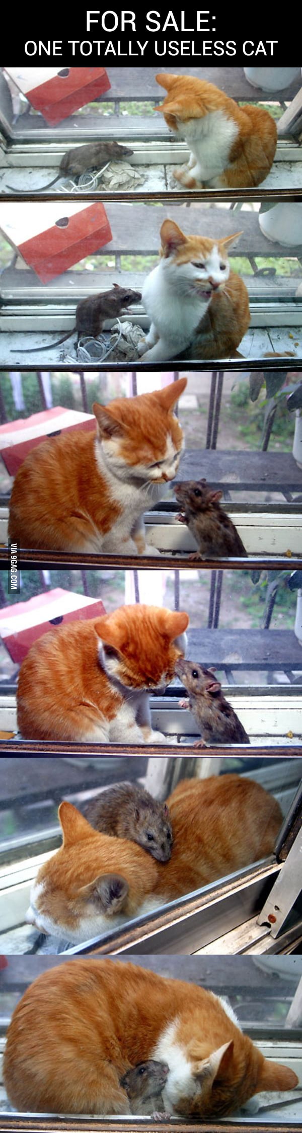 I would take both of them! - 9GAG