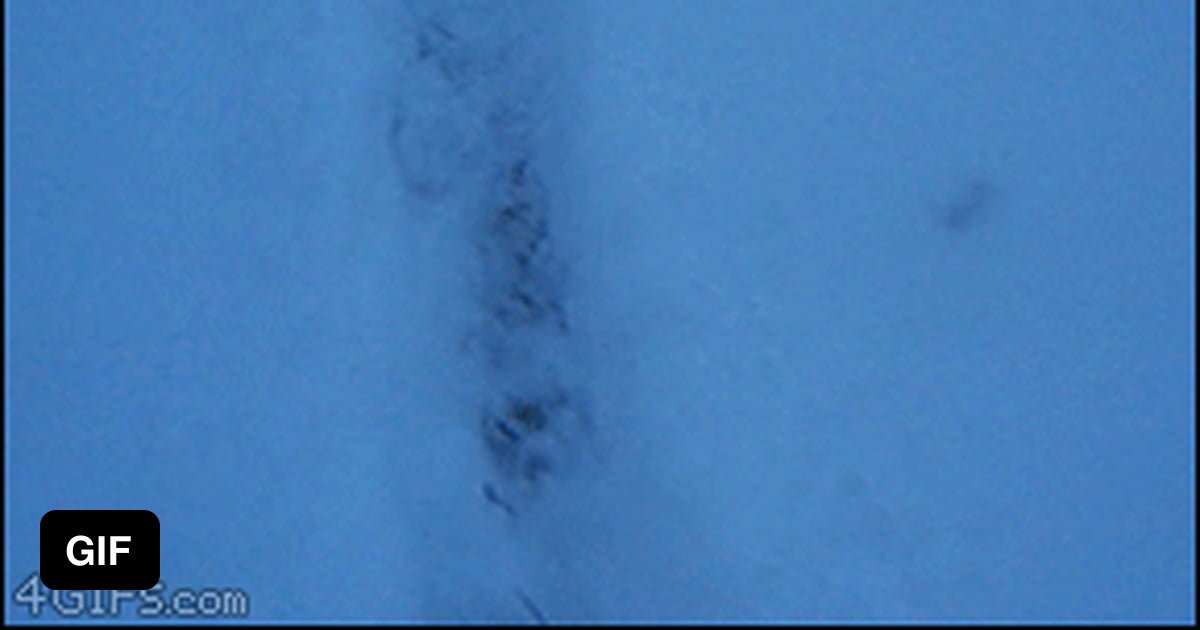 Ferret makes snow tracks - 9GAG