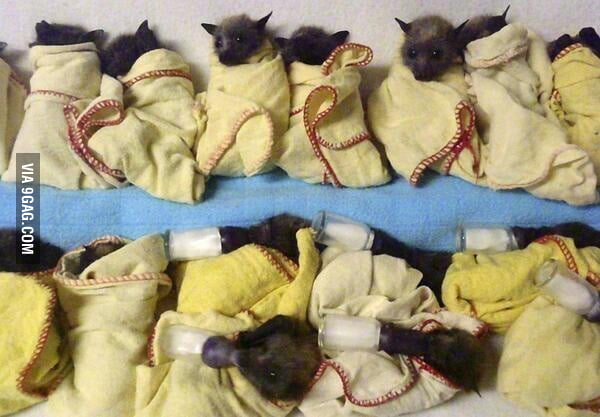Bats being treated for heat stress in Australia. - 9GAG