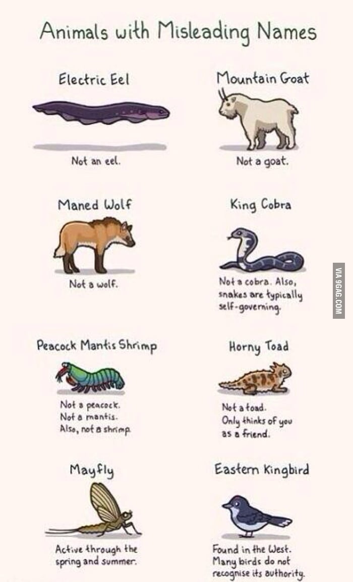 Misleading animal names.. - 9GAG