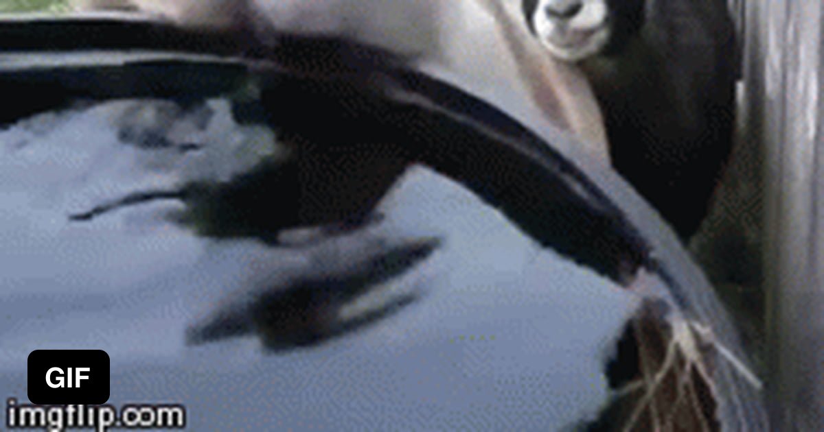 Derpy goat is thirsty. - 9GAG