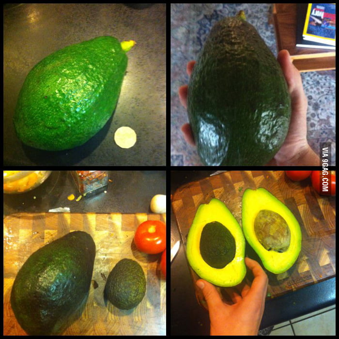 A massive avocado I bought - 9GAG